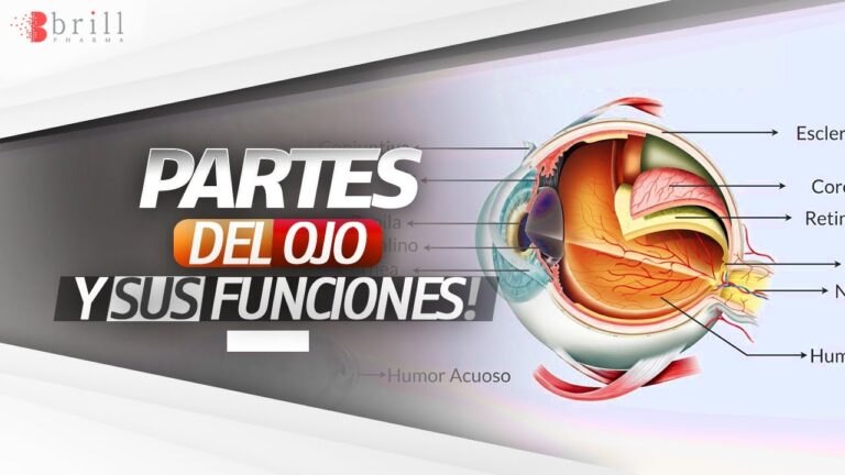 El ojo humano y sus partes: funcionamiento