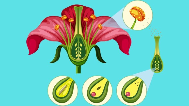 Fecundación vegetal: proceso y producción